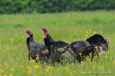 Wild Turkeys Facts And Pictures | All Wildlife Photographs