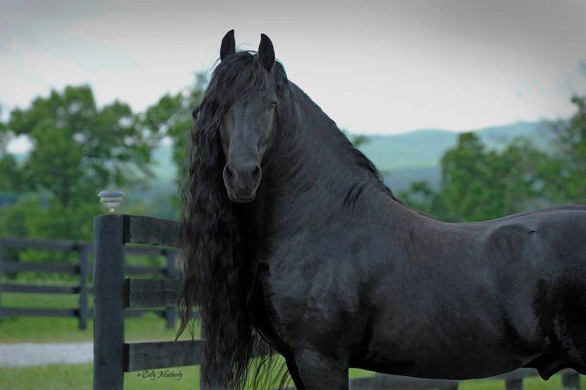 White Wolf : Meet Frederik The Great, A Stunning Friesian Stallion From ...