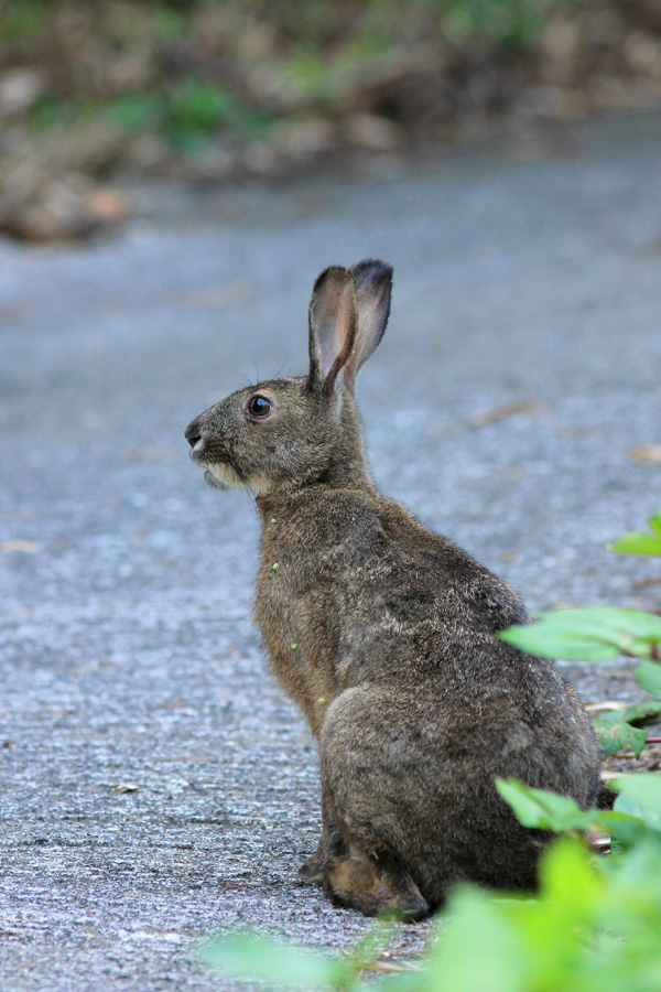 Ayuwat Jearwattanakanok: Japanese Hare