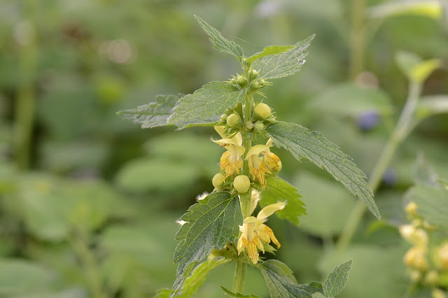 botanical walk: Yellow Dead-nettle