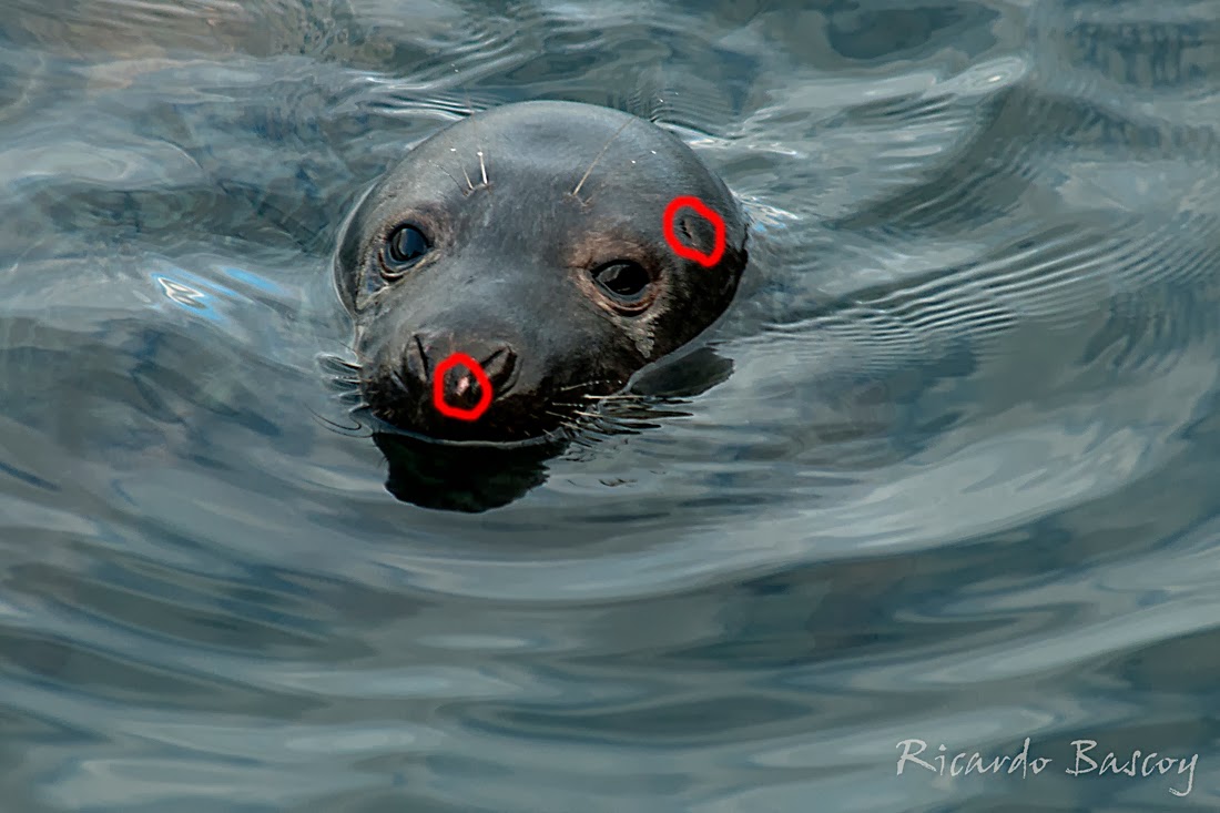 Naturaleza Cantábrica: Una foca con mucha suerte