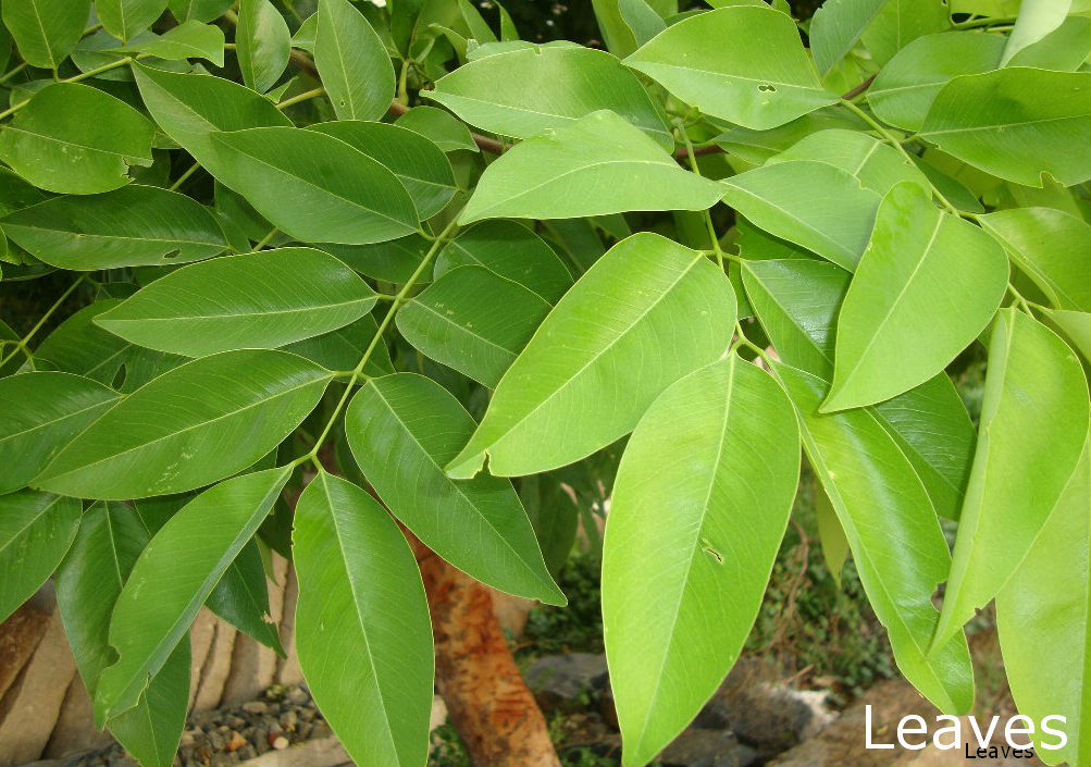 Ehela/Cassia fisrula | Herbal plants Sri Lanka