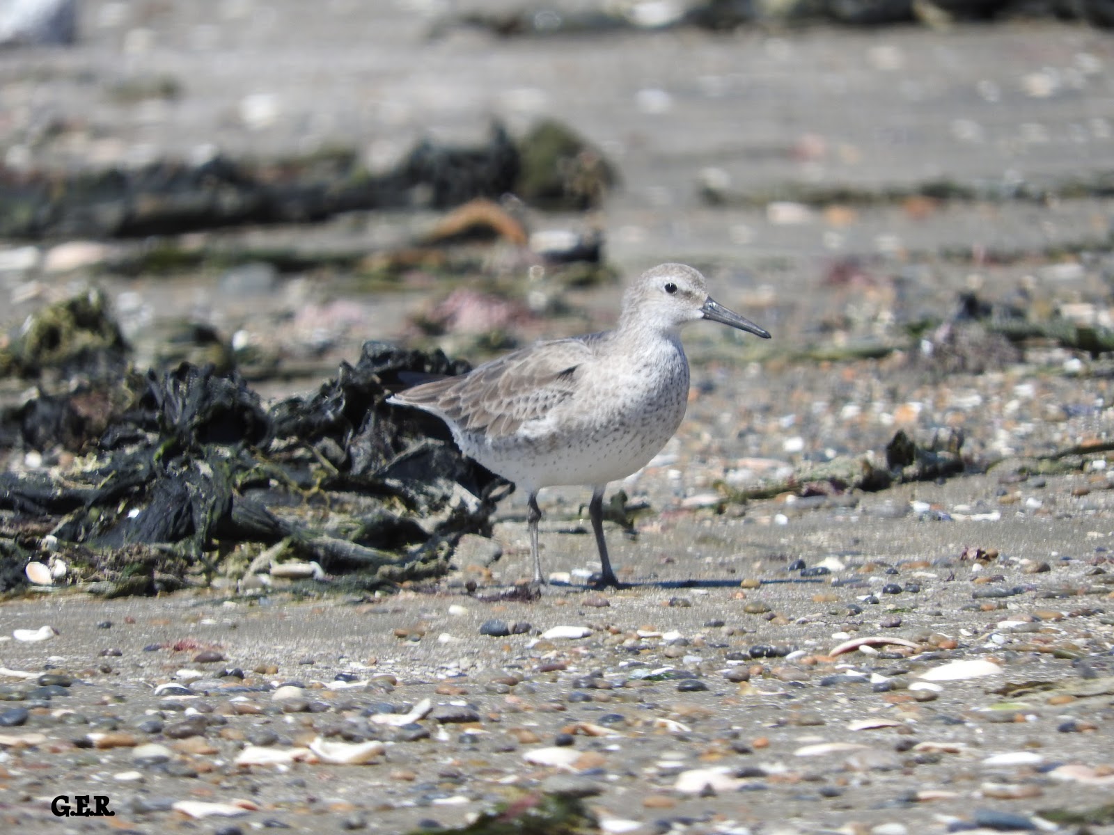 Aves del Golfo San Jorge: Playero rojizo (Calidris canutus)