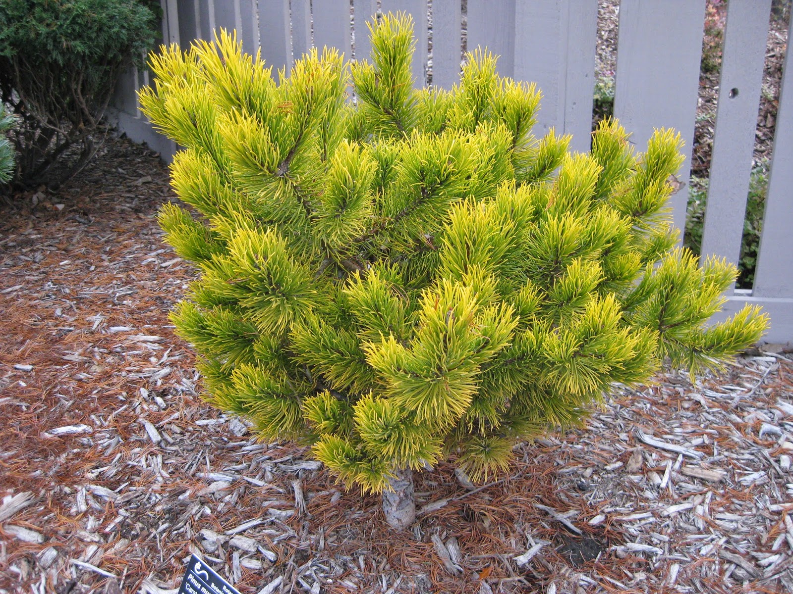 Golden Conifers in Winter - Rotary Botanical Gardens