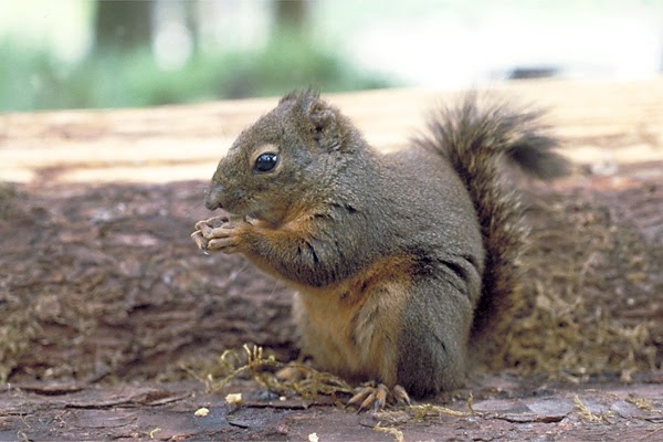 Mamíferos y marsupiales mammals of the earth: Ardilla rayada de ...