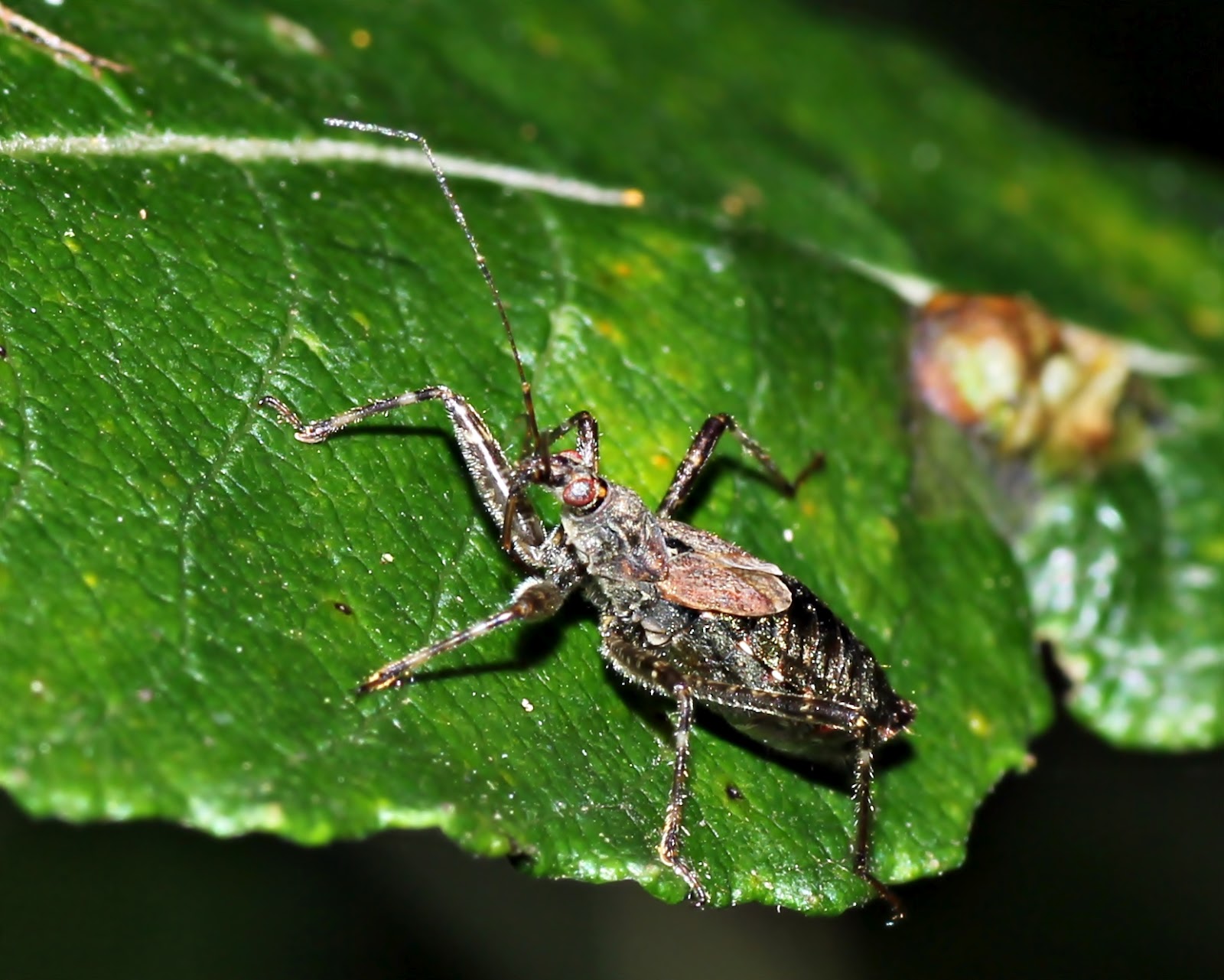 Steve's Birding And Wildlife Blog.: September 2012