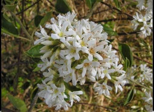 Alcaldia Municipio Junin - Coordinación de Ambiente: Pardillo Negro ...