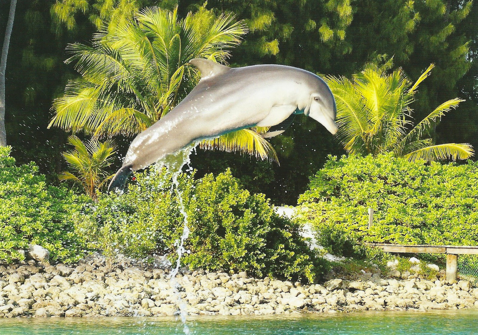 My Favorite Views: Bahamas - Nassau, Dolphin Encounters