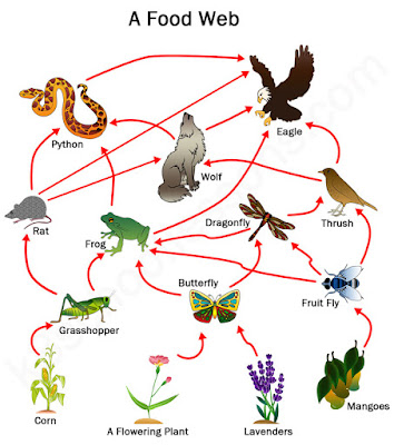 CeipToursScience5: UNIT 4 NATURAL SCIENCE: RELATIONSHIPS IN ECOSYSTEMS