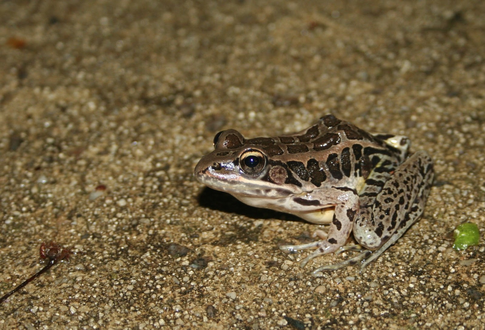 Hoot Owl Karma: Amphibian Awareness - Sensitive Skin