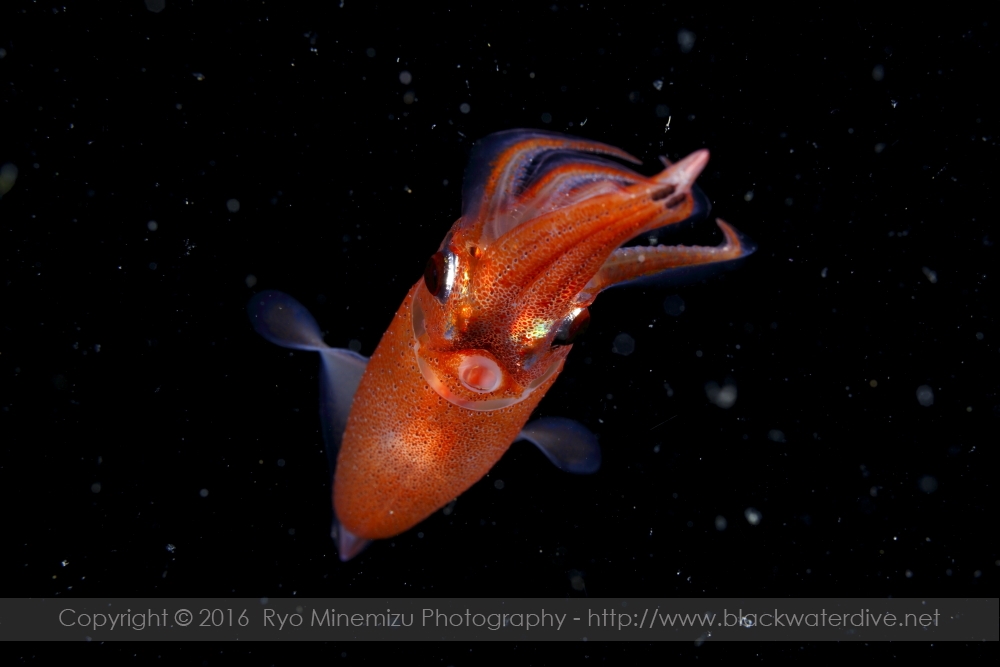 Black Water Dive® - ブラックウォーターダイブ: The Firefly squid of Toyama Bay