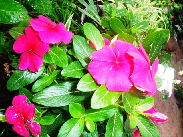 Plantar Catharanthus roseus, vinca o chula - Mi Patio Ecológico