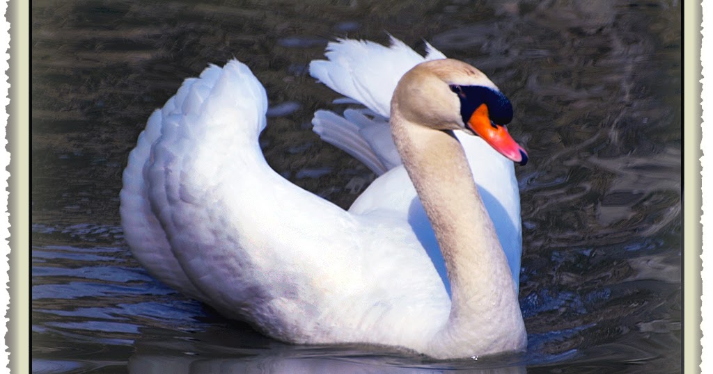 AVES de la RIOJA: Cisne vulgar (Cygnus olor)