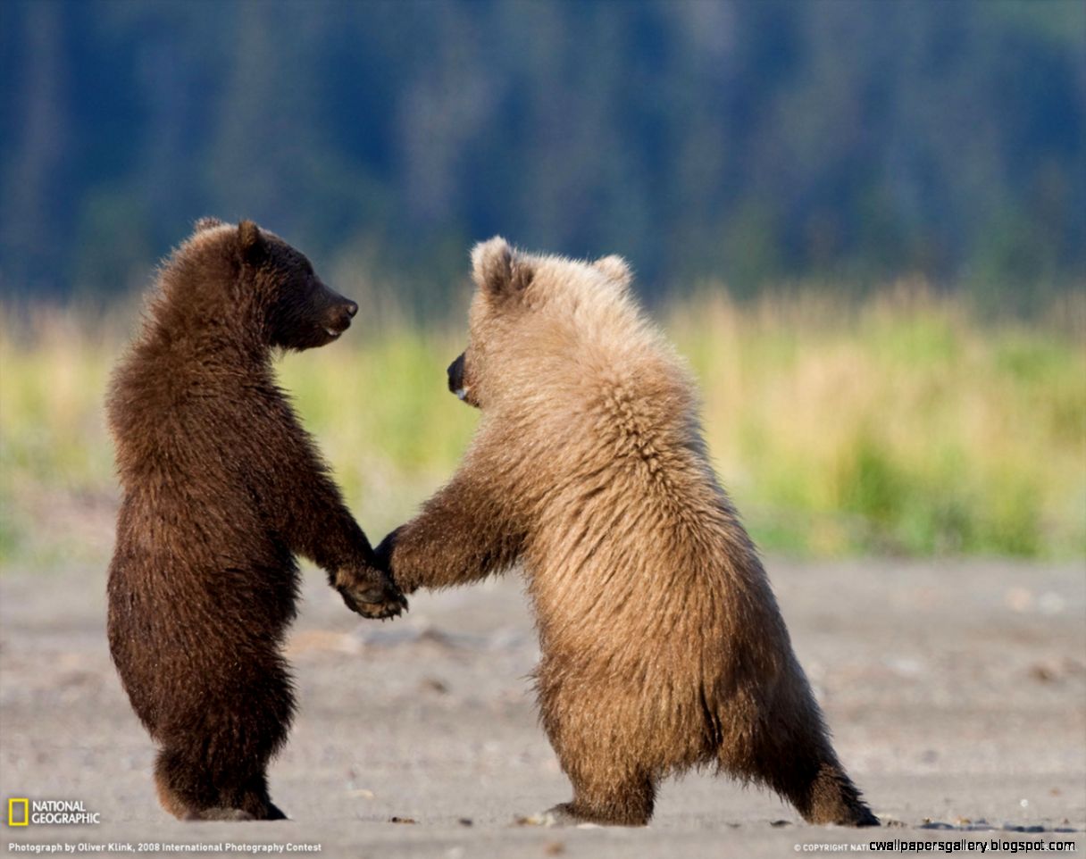 Baby Grizzly Bear | Wallpapers Gallery