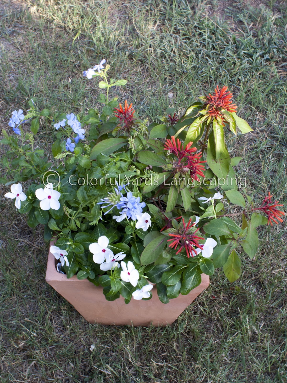 COLORFUL YARDS LANDSCAPING: Patriotic Project
