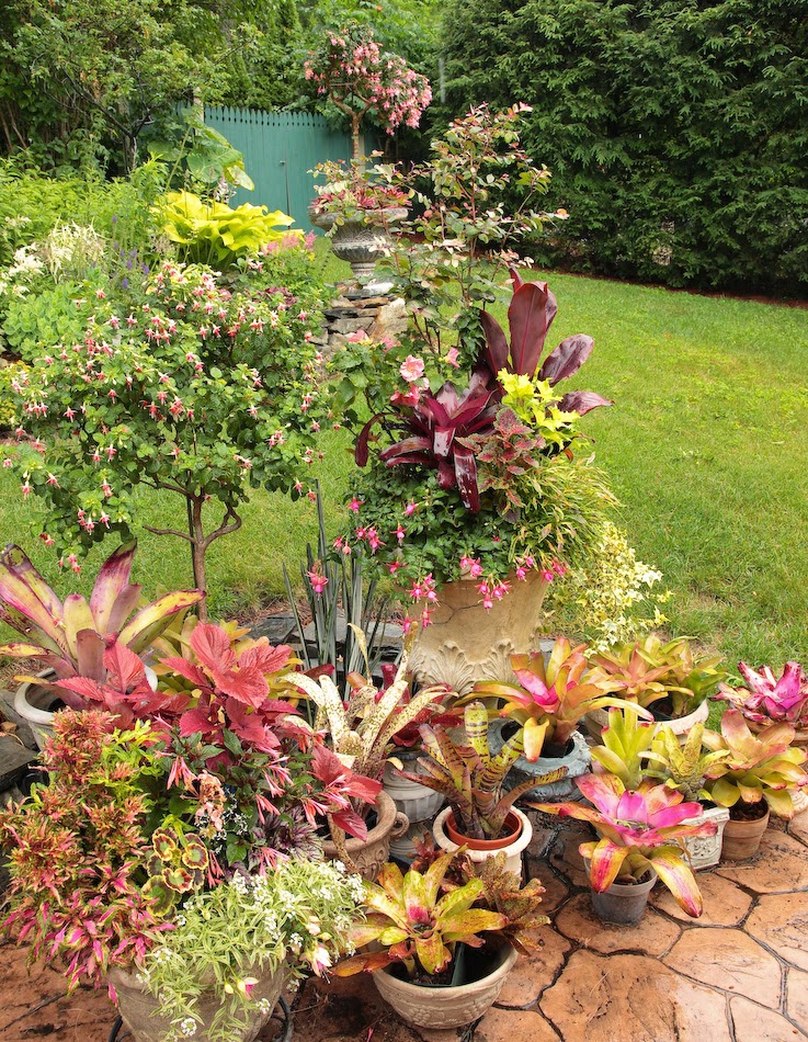 Fortnam Gardens: Love Those Bromeliads