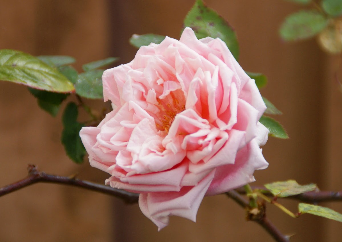 Organic Garden Dreams: February Roses