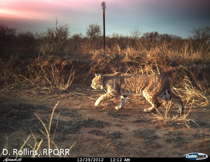 Ocelot Size Comparison