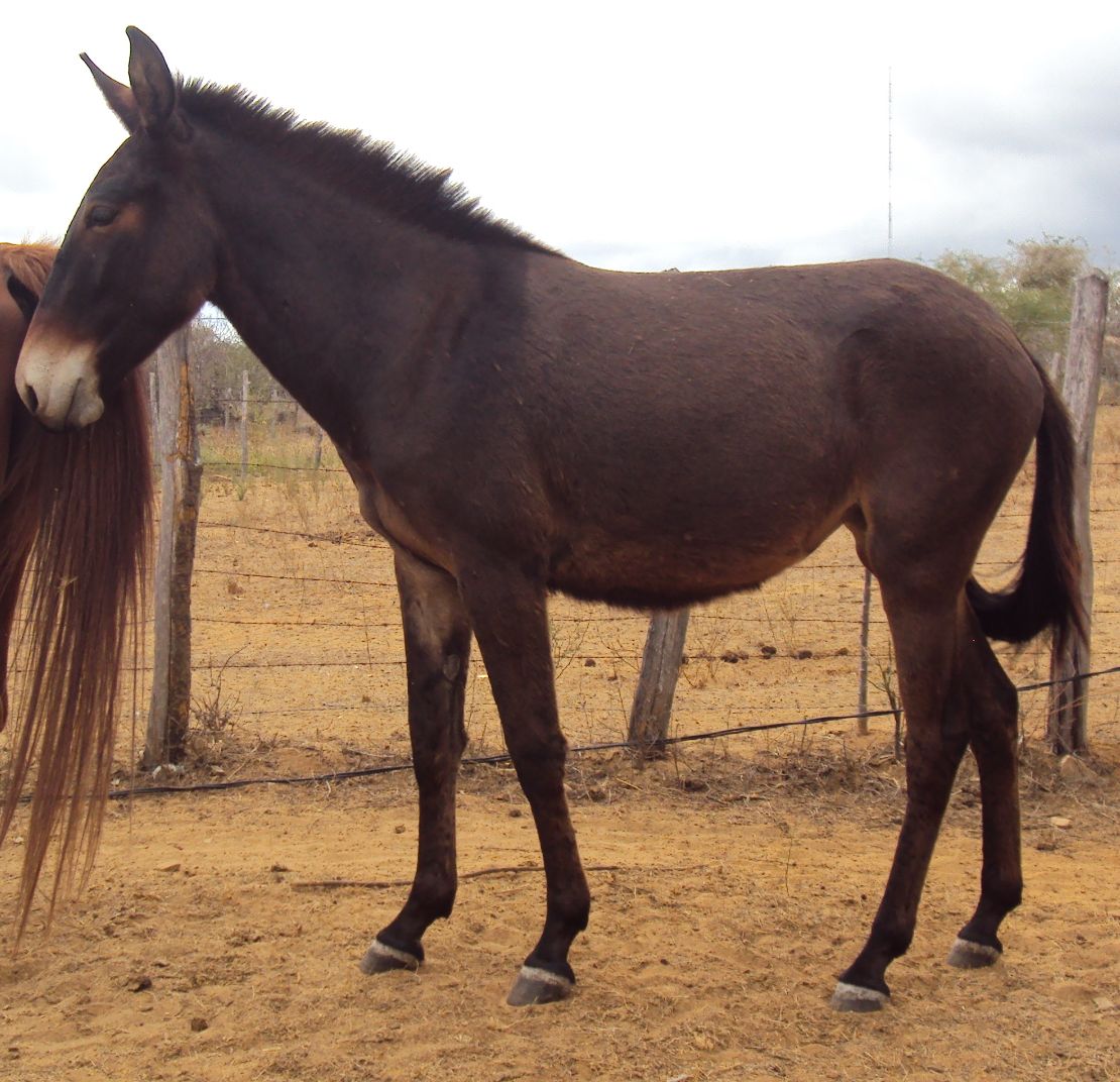 shopping do bode " compra venda troca": mulas a venda