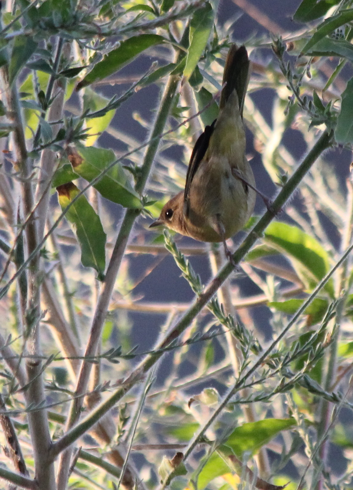 Big Bend - Texas Nature: Confusing Fall Warblers