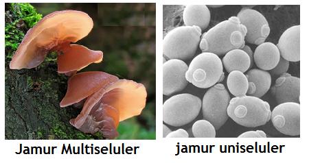 Pengertian Fungi | Science Blog