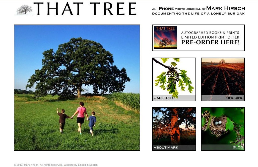 A sombra verde: Aquela árvore...