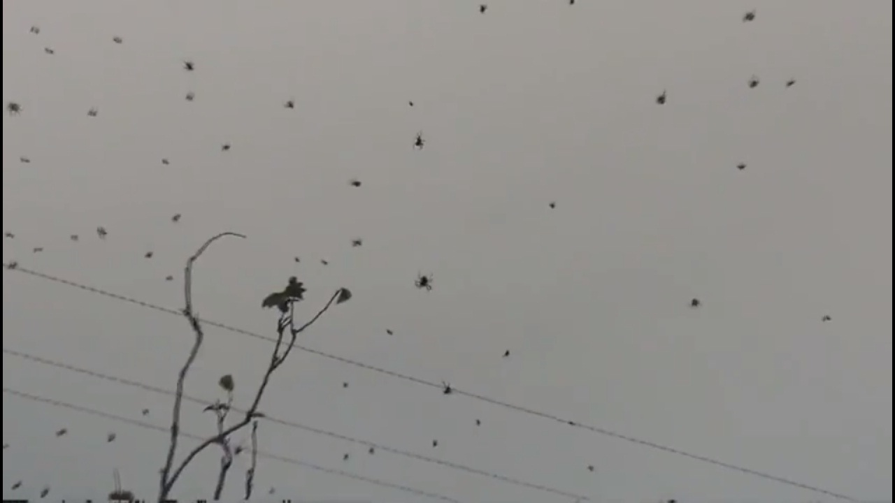 Real Monstrosities: Friendly Spiders Far Too Friendly