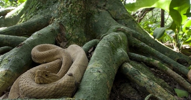 Snake Island - One place you shouldn't dream to go! ~ DNB Stories