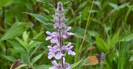Variety of Life: Stachys