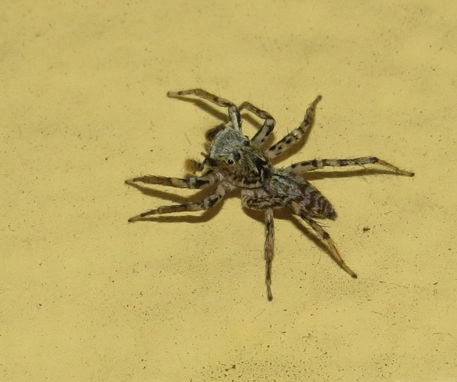 Bug Eric: Dimorphic Jumping Spider, Maevia inclemens