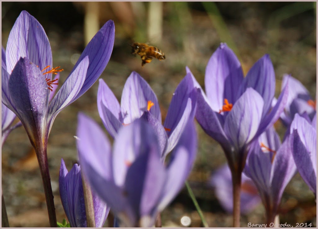Barwy Ogrodu: Jesienne krokusy - Ogród Botaniczny w Sztokholmie