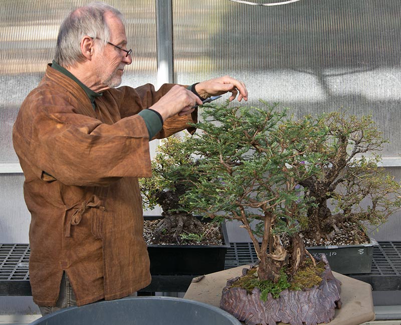 Walter Pall Bonsai Adventures: 2017