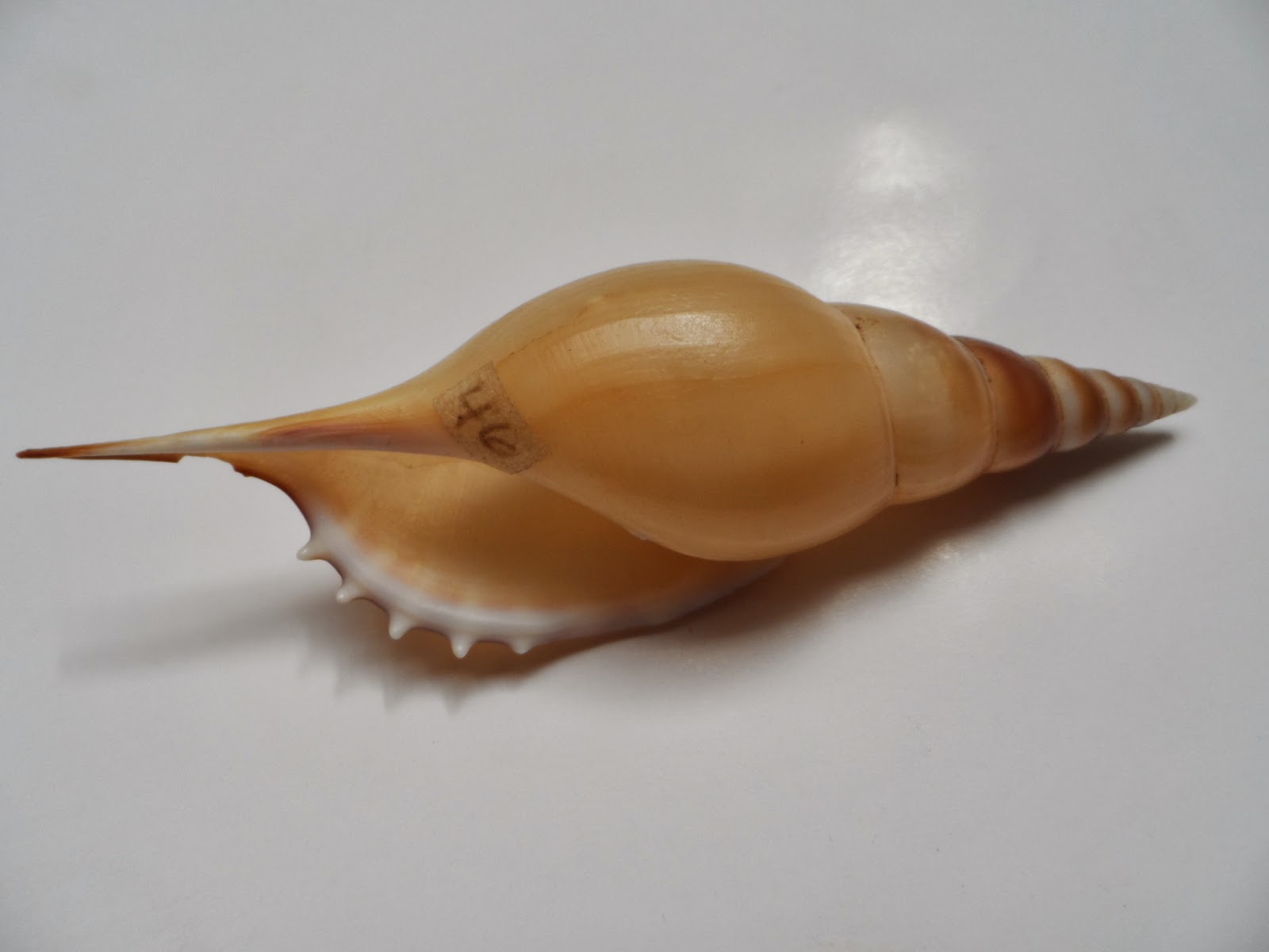 conchas y caracoles: Tibia martinii