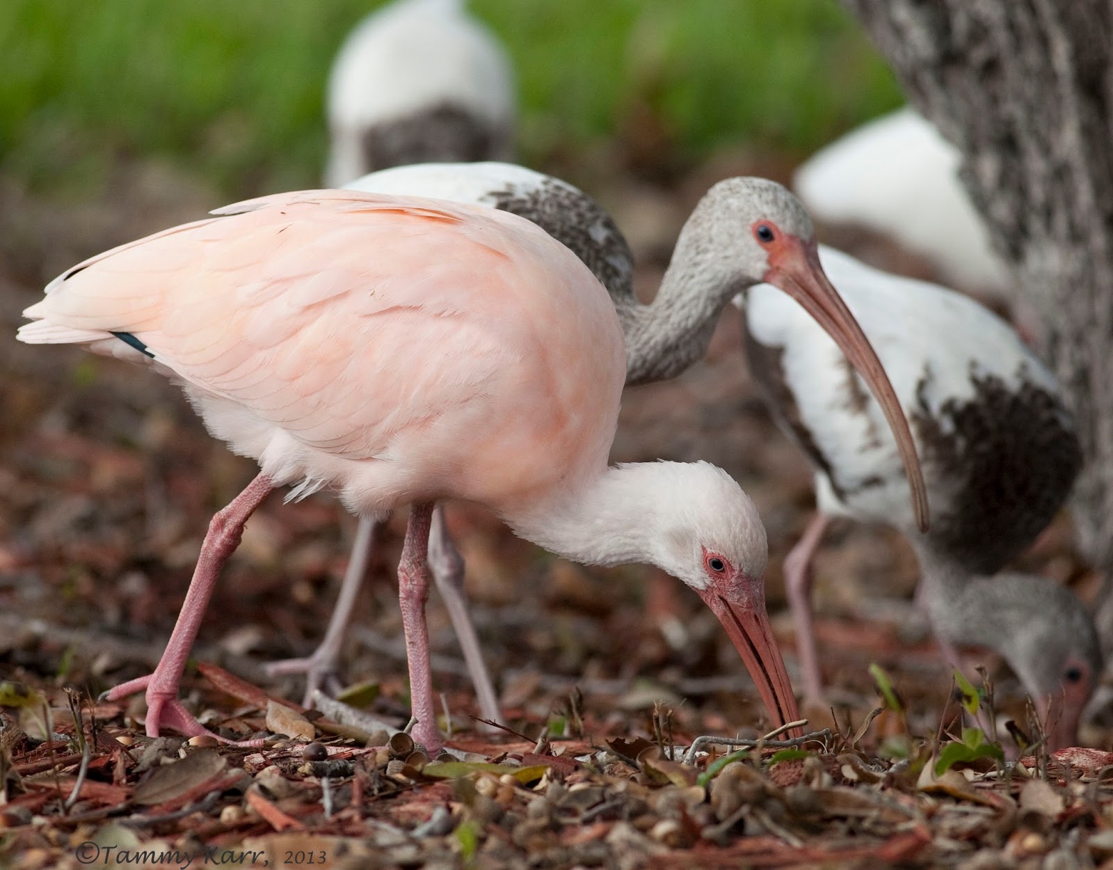 i heart florida birds: Not Your Typical...