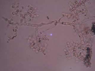 Charity Owings' PLPA 631 Blog: Lab 4