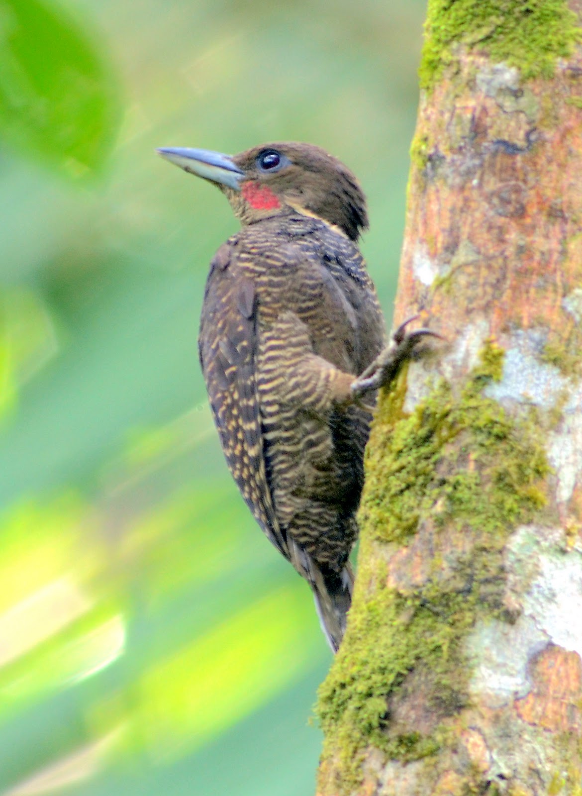 Woodpeckers of the World: 2012