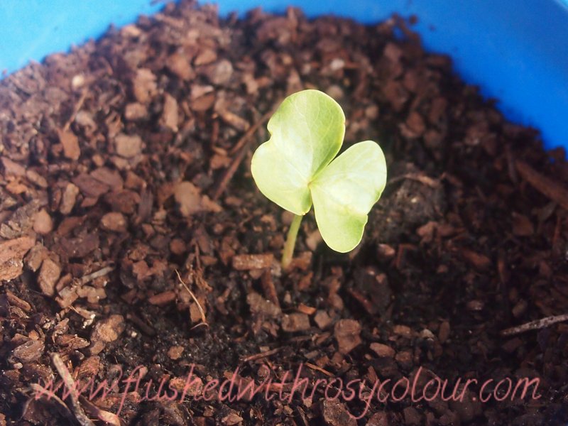 Flushed with Rosy Colour: 2 week old potted cotton sprout