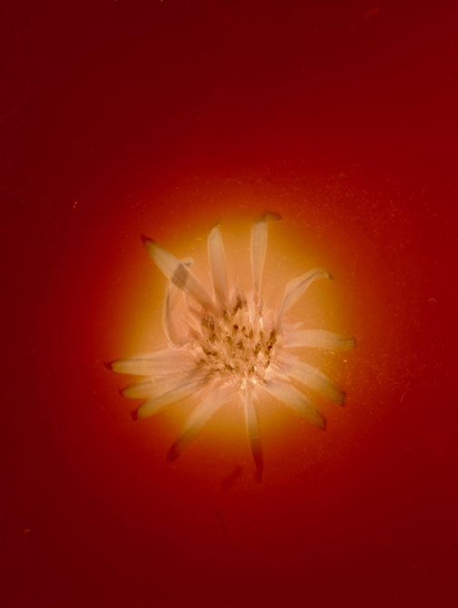 MSU Photography: Lumen Prints on Film Instead of Paper