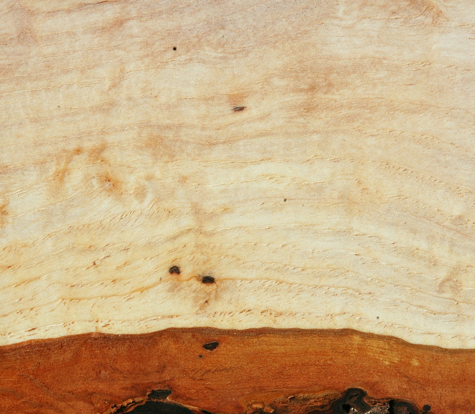 Northern Pecans: Looking inside a swollen lower pecan trunk