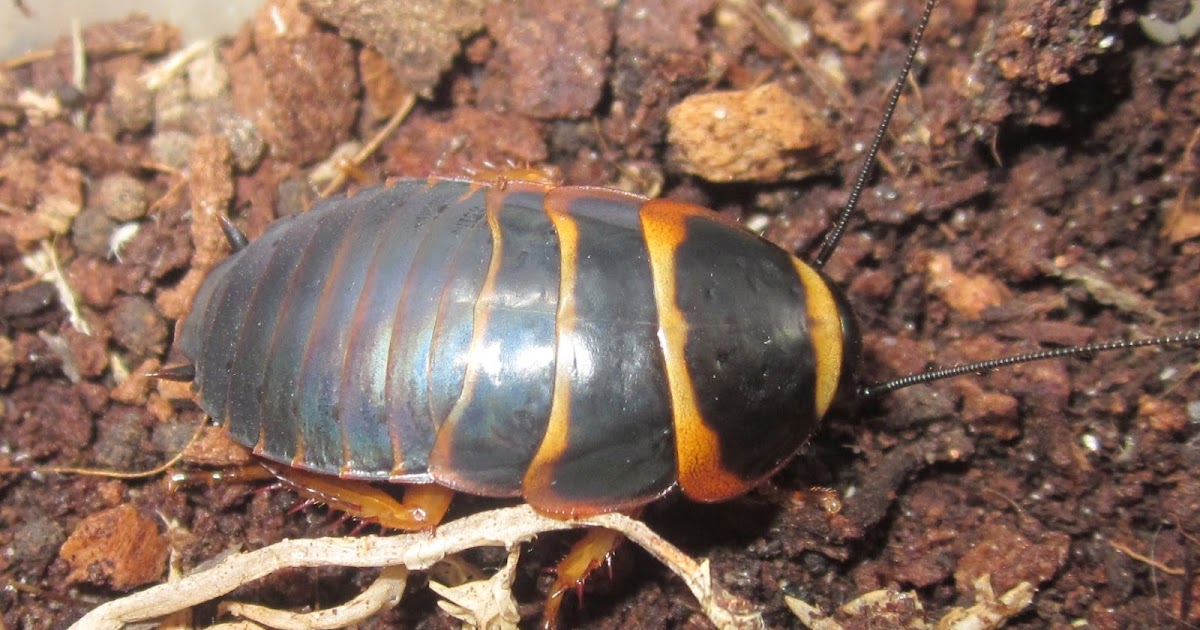 Invertebrate Dude: Christmas Zombie Roaches (Pt. 3)