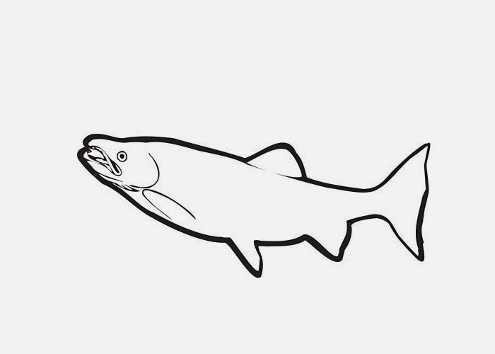 Salmon coloring page | Free Coloring Pages and Coloring Books for Kids