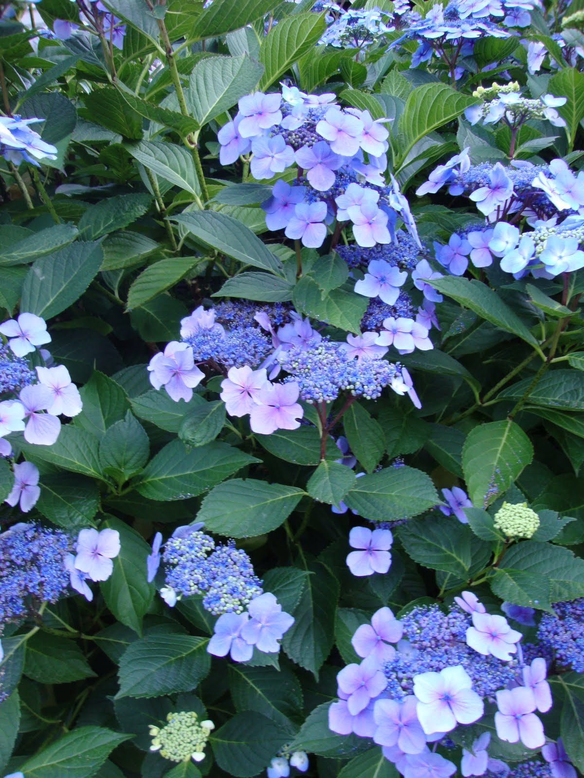 danger garden: Bloomday, August 2011