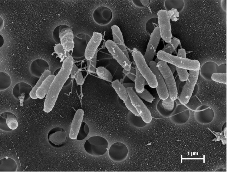 Variety of Life: December 2016