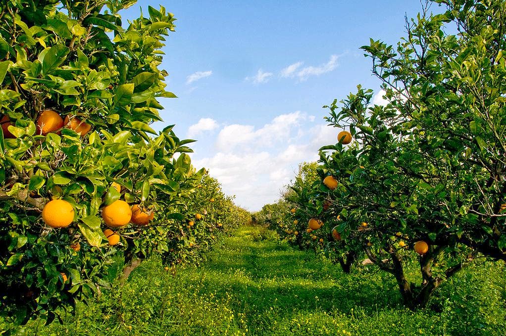 Imparare con la Geografia: 13 La regione mediterranea