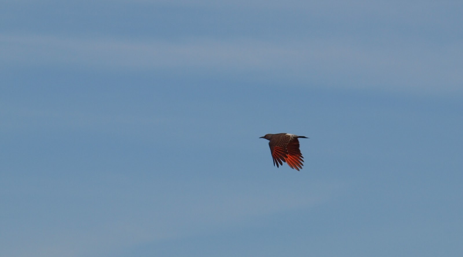 Birding Is Fun!: Birding Goals and a little Patch Birding