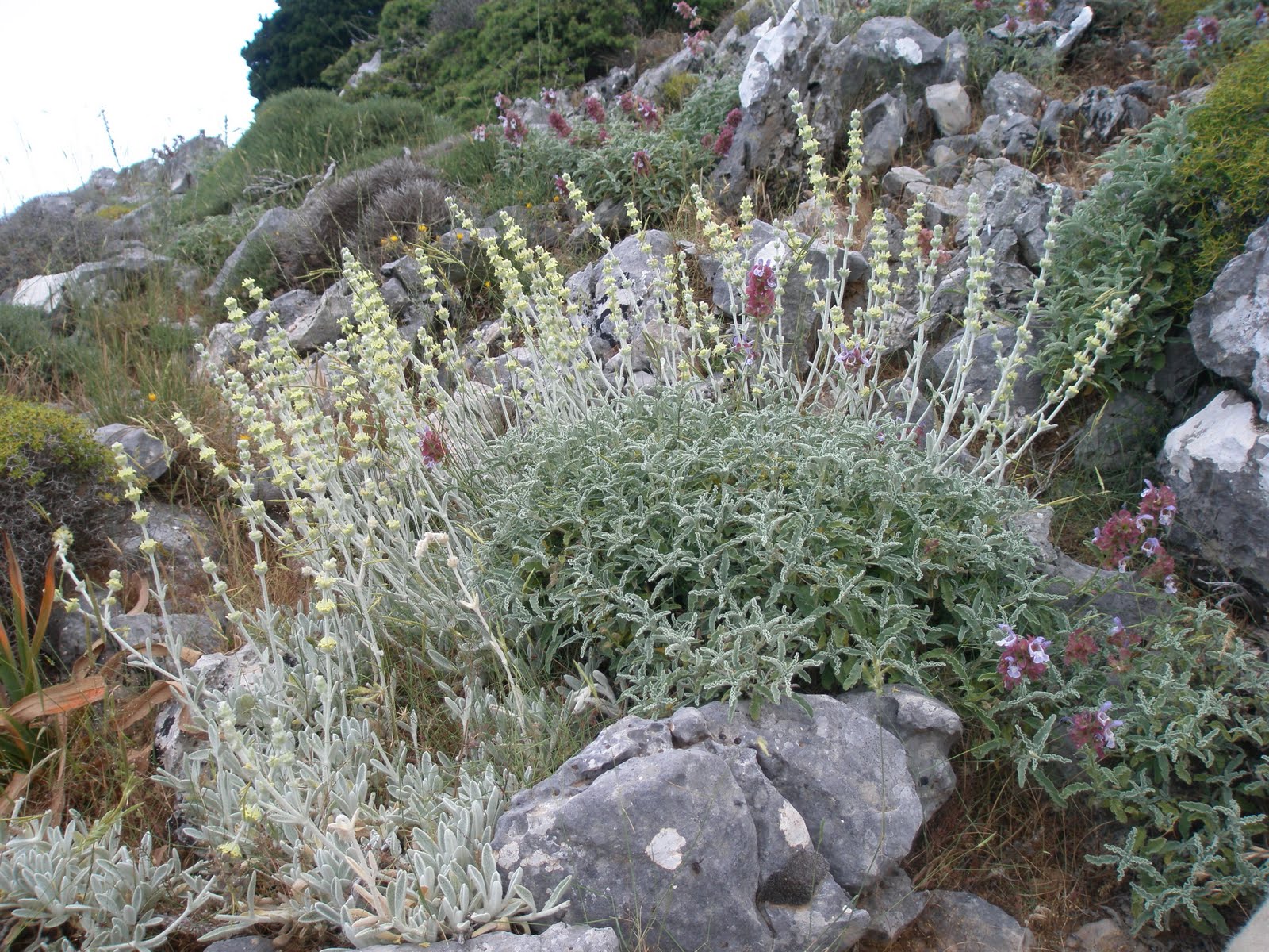 Seminte si plante de gradina hobby: Sideritis Syriaca-Mountain tea