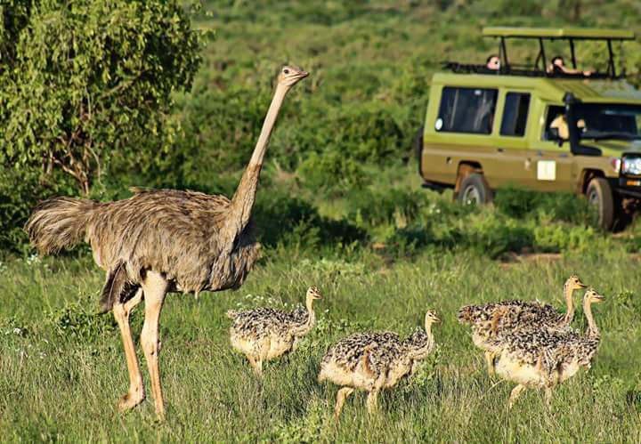 Animals and Kids World: Ostrich 101~Ostrich Interesting Funny Facts You ...