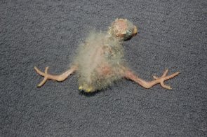 The Splendid Bourke Bird Blog: Bird Leg Deformities