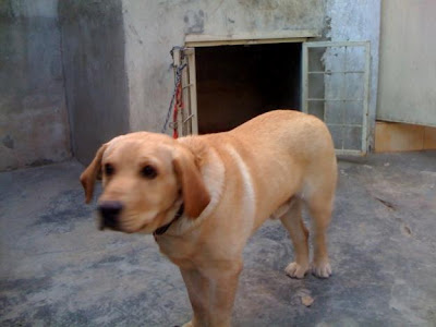 kelvin black: Labra dog