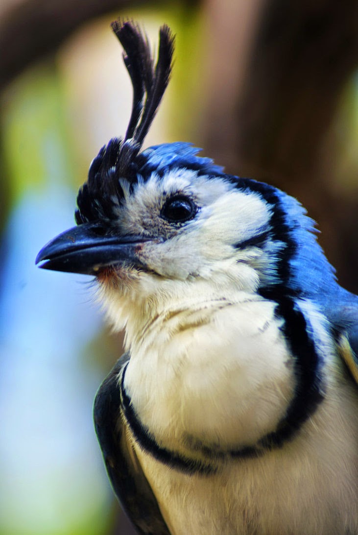 Bellas Aves de El Salvador: Calocitta formosa (Urraca copetona ...